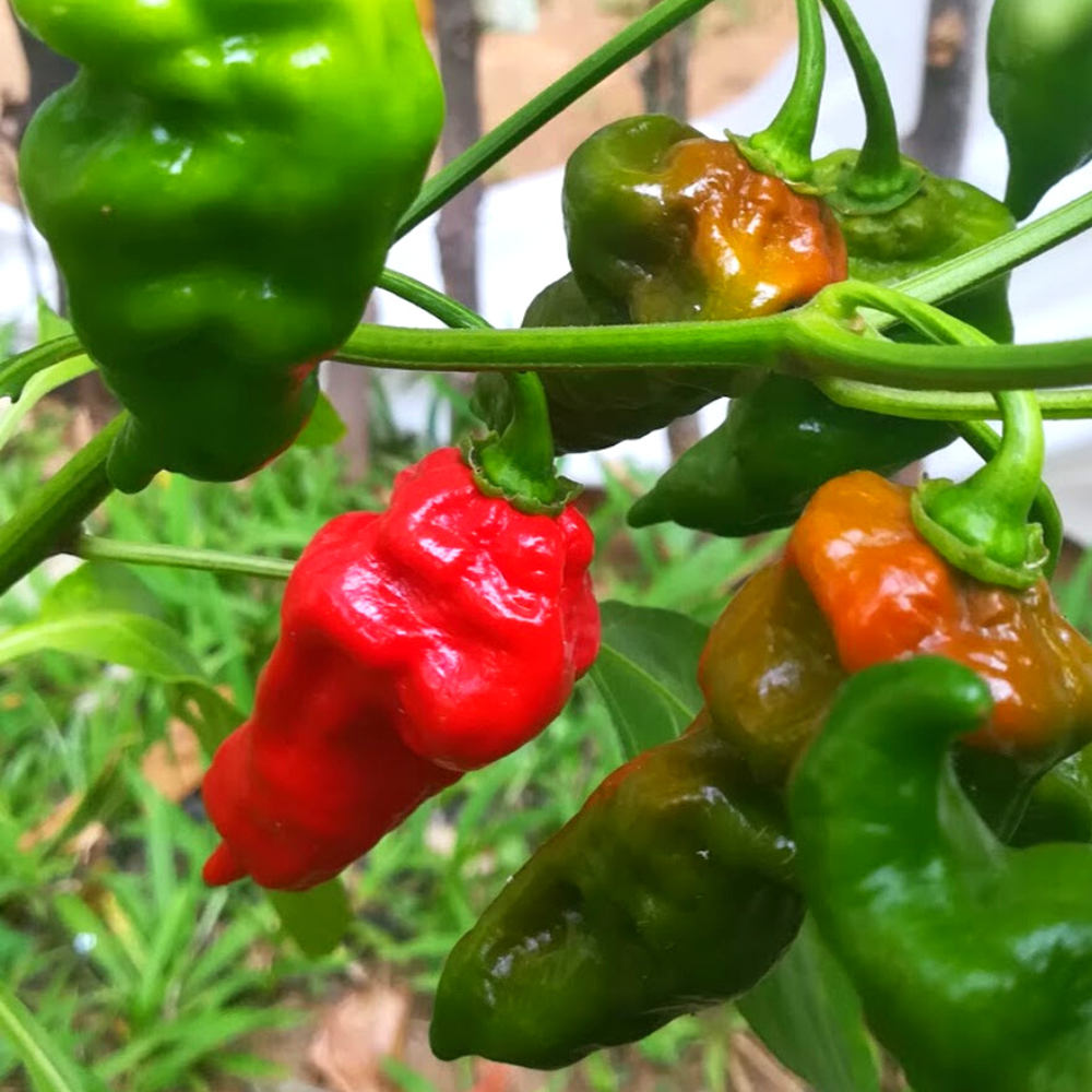 Scotch Bonnet Pepper Super Hot Spicy Nai Miris Endemic Dried Fresh ...