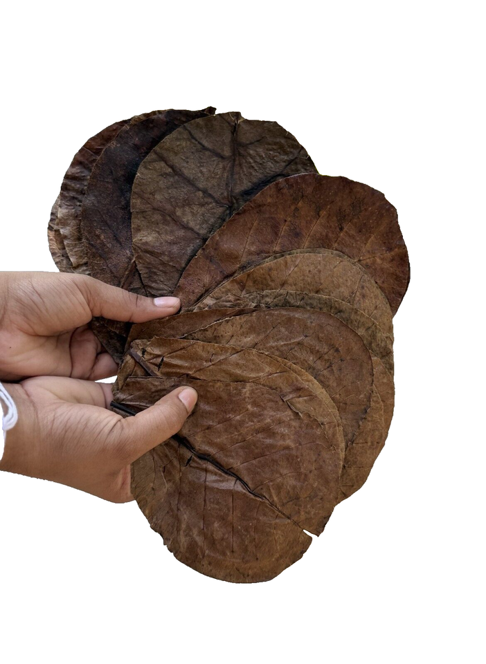 100Pcs almond leaves A+ catappa indian ketapang leaf Shrimp betta fish ...