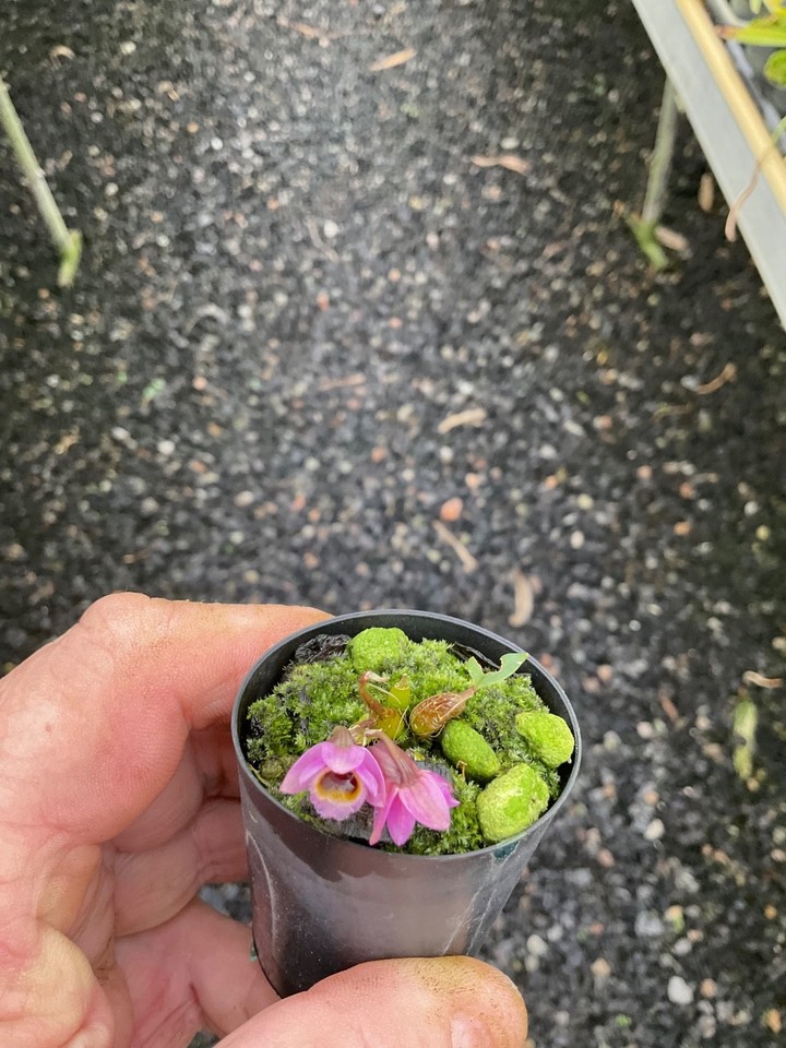 orchid species-Dendrobium fuscifaucium-China | eBay Australia