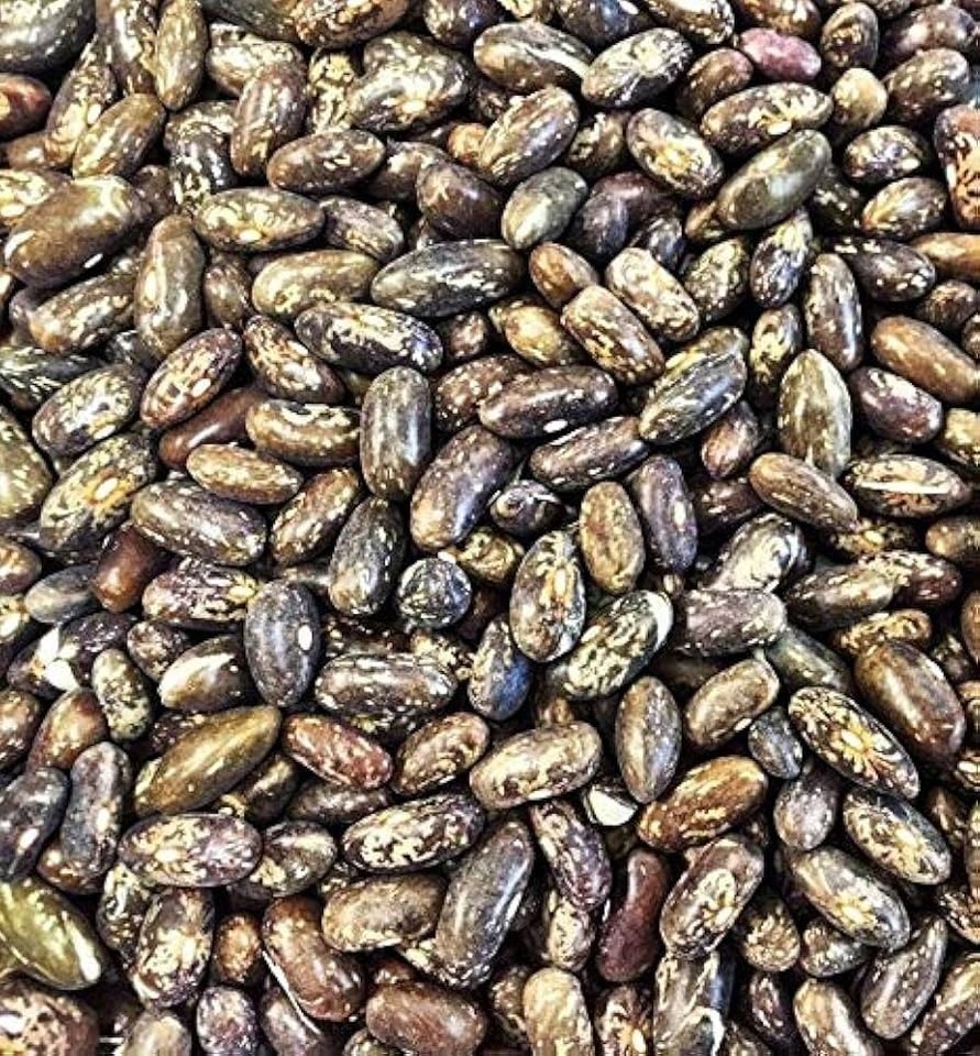 1 lb. Top Crop Bush Green Bean Seeds Heirloom Garden Vegetable Free S&H ...