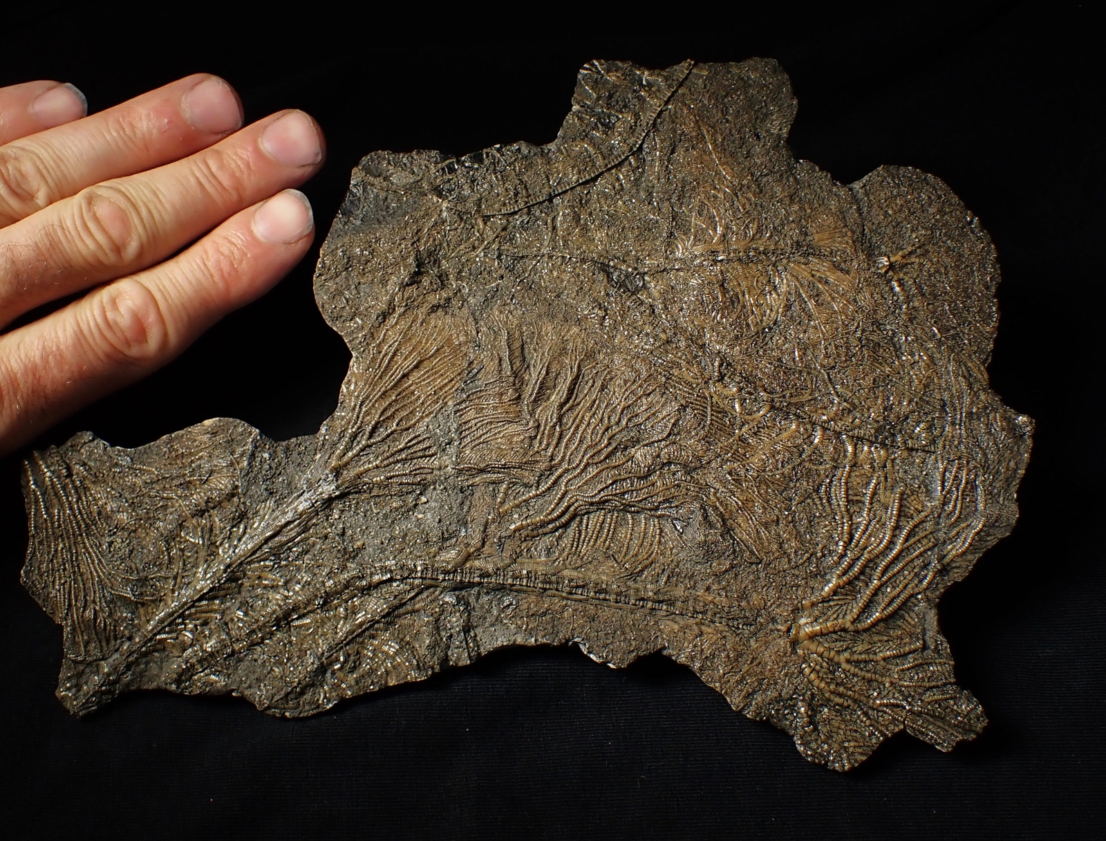 Large and rare highly detailed multi-crinoid fossil (220 mm) Jurassic ...