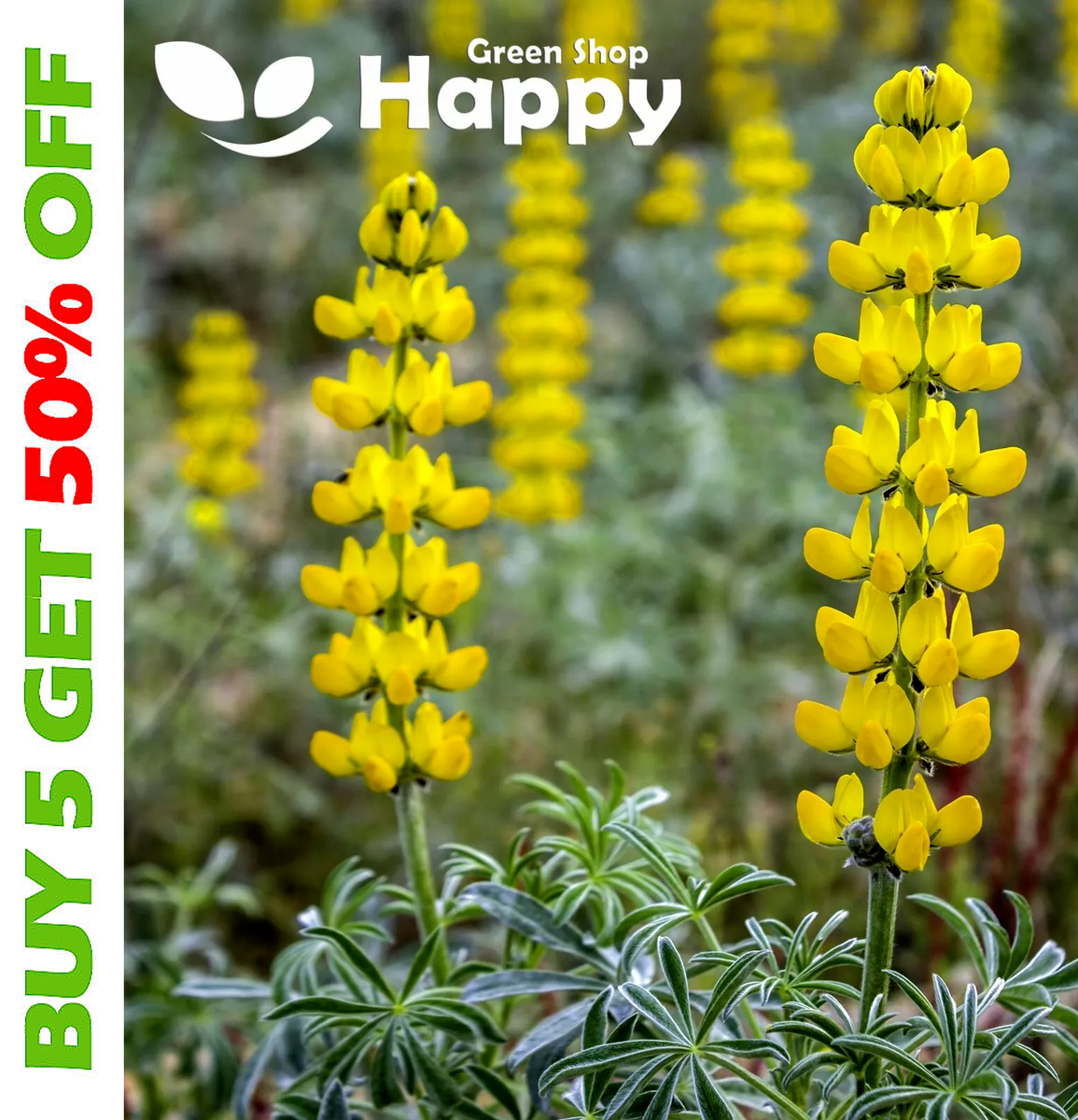 Yellow Lupine Flower 1,369 Yellow Lupine Stock Photos, High Res