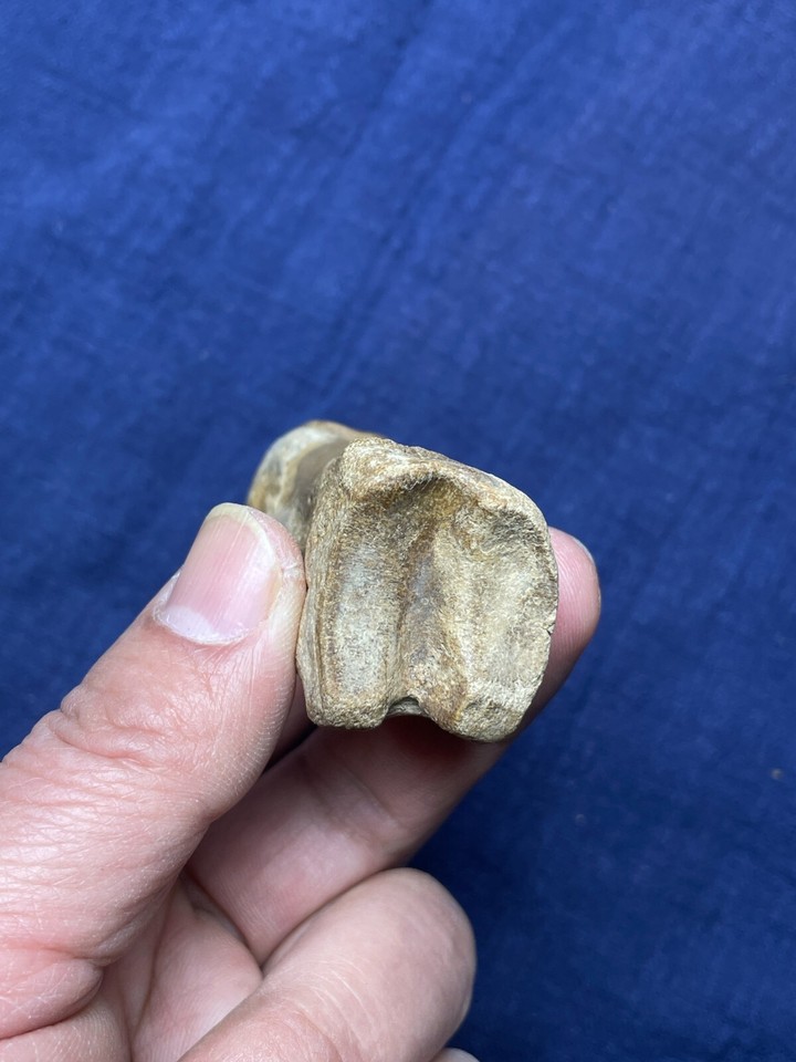26g Ice Age mammal Toe bone specimen Pleistocene | eBay