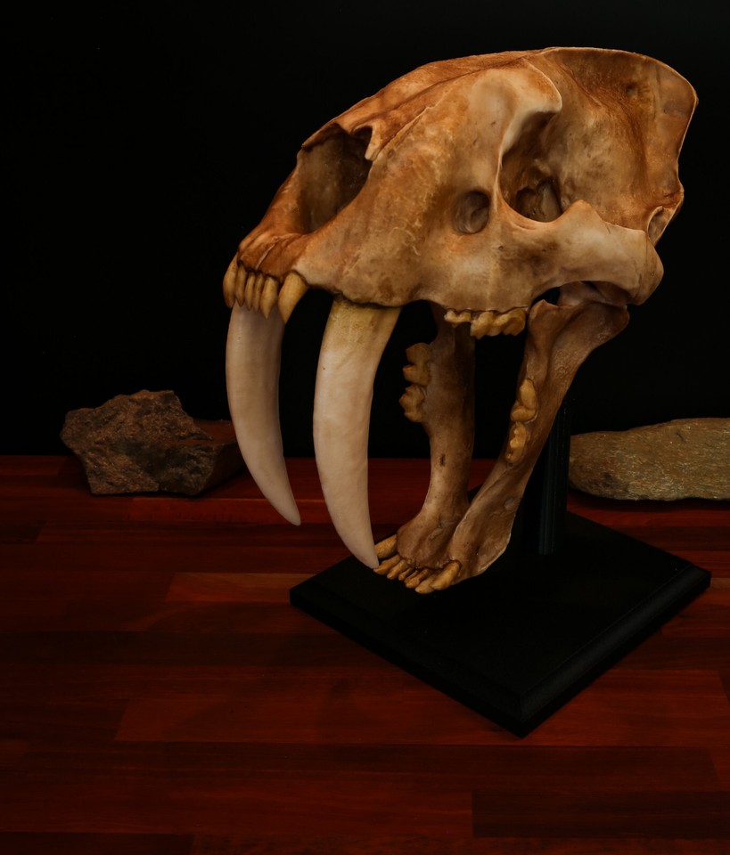 Sabertooth Cat Replica Skull (Full Sized) including display base - FREE ...
