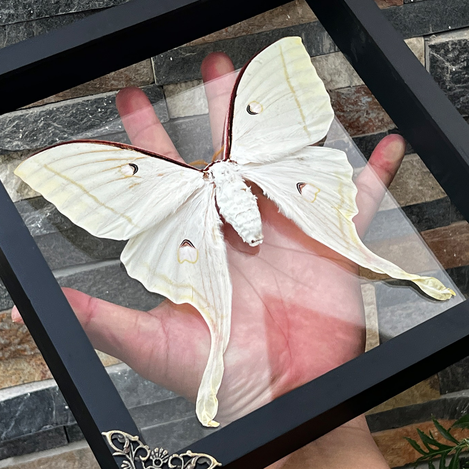 Real Luna Moth Actias Butterfly Specimen Oddities Taxidermy Tabletop Wall Decor | eBay