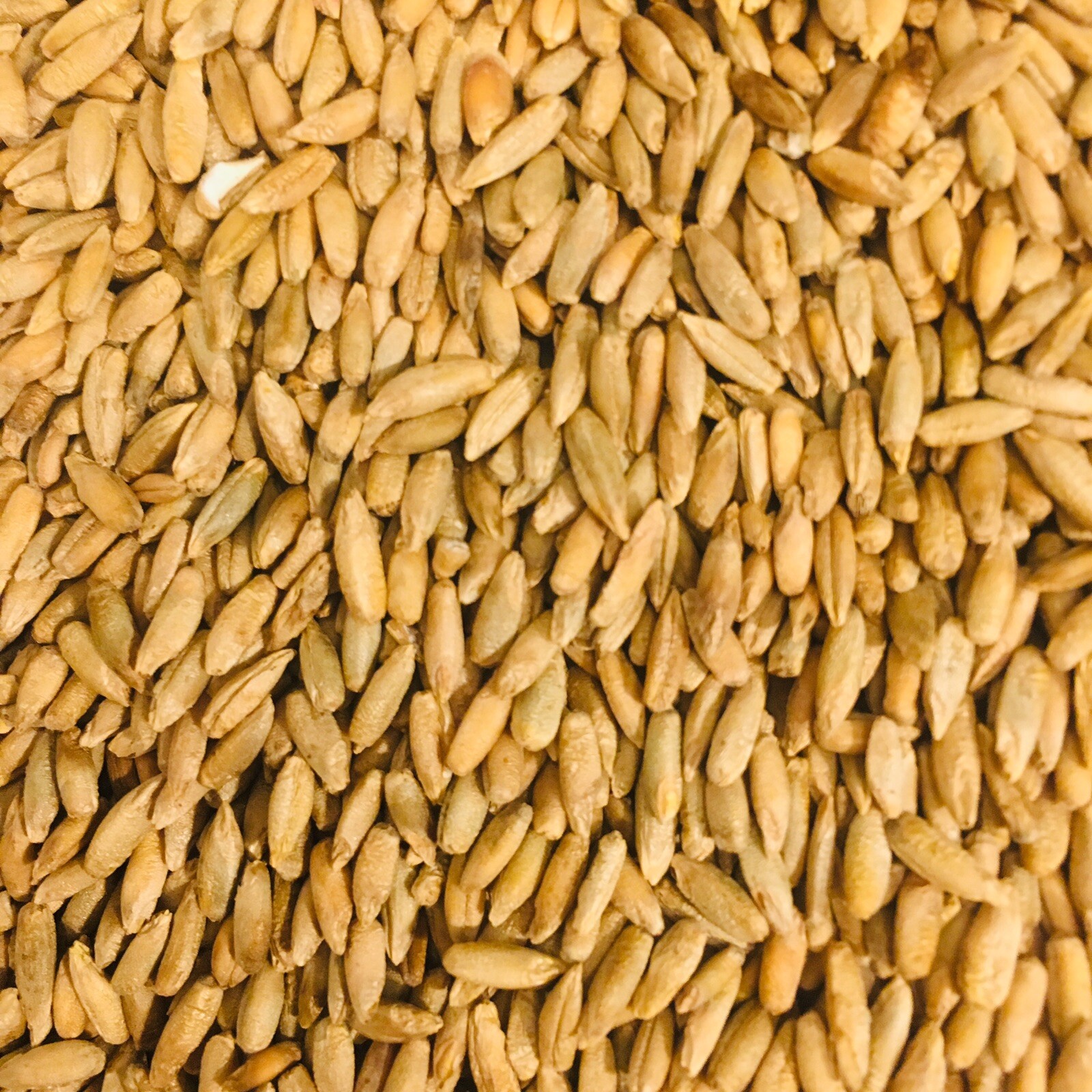Rye Seed Whole Grain Kernels | eBay