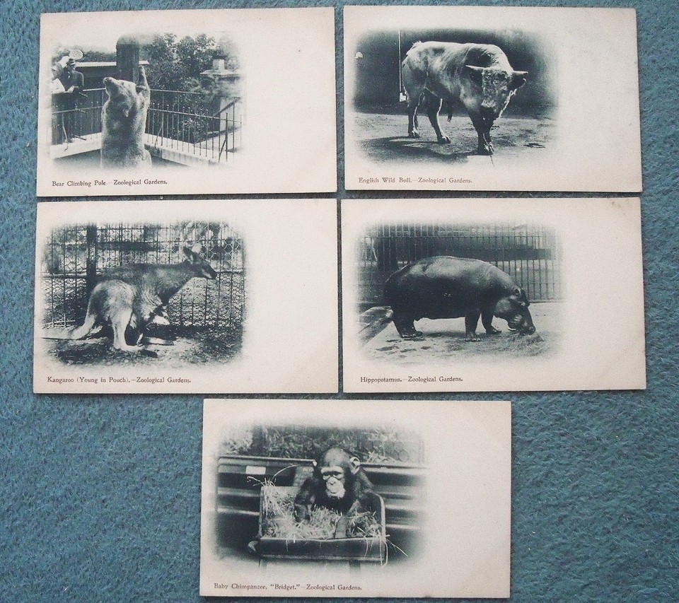 Collection x 14 Antique ZOOLOGICAL Postcards c1900s Zoo Animals London ...