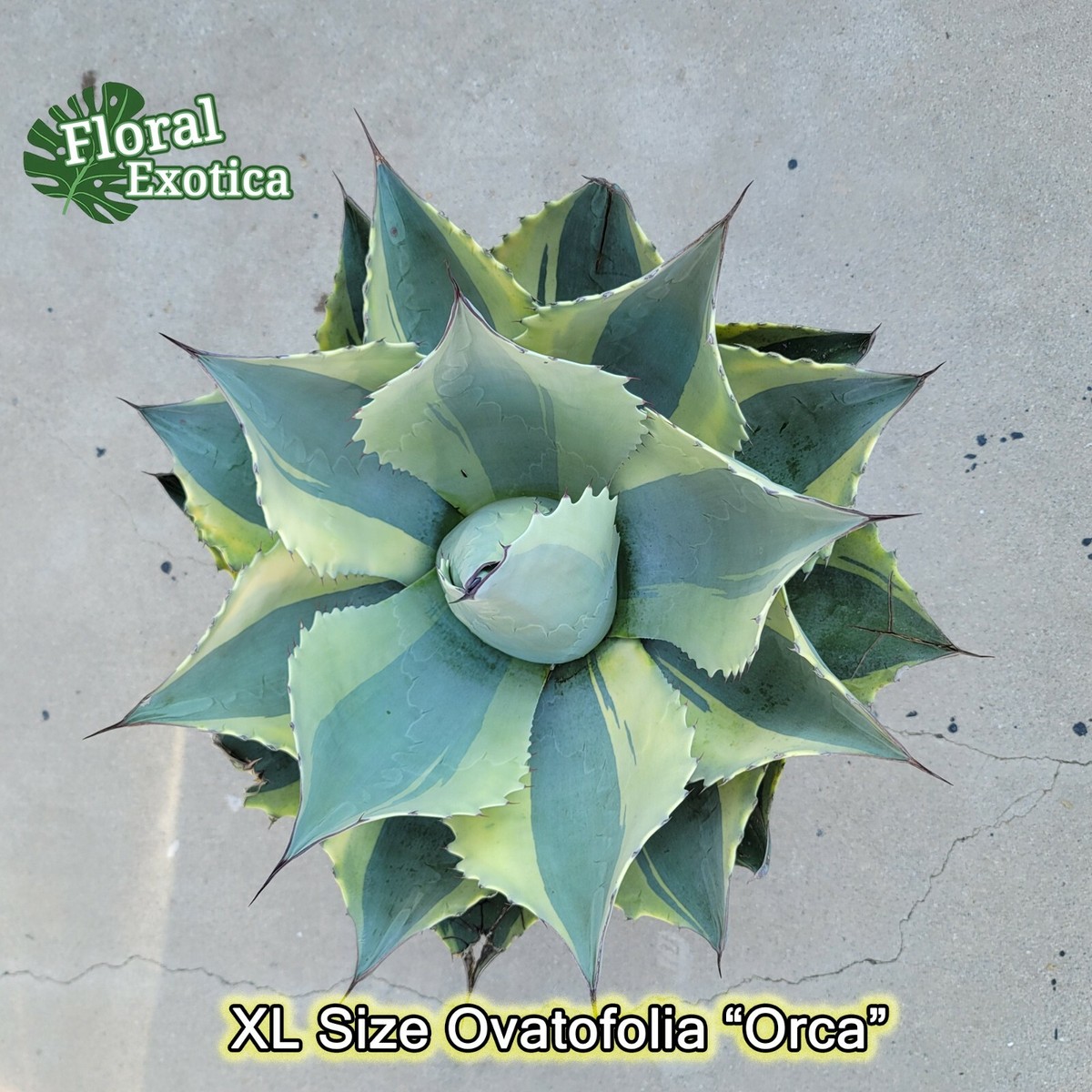 Ovatifolia Ovatifolia