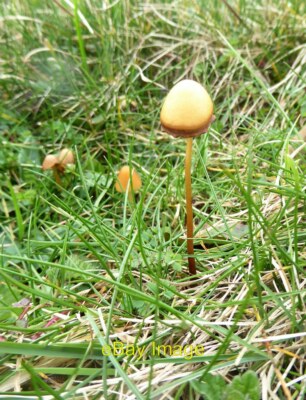 Photo 6x4 Miniature fungi Cissbury Ring Growing on or near dung so ...