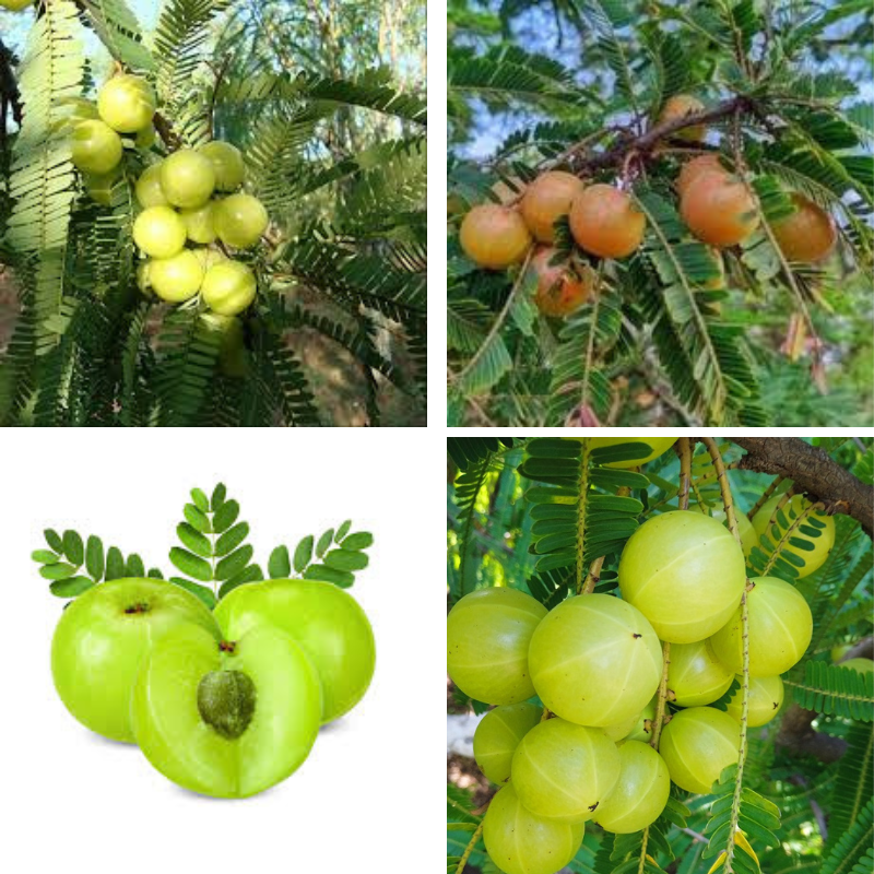 Nelli Indian Gooseberry Tree Phyllanthus emblica Live Plant (no pot) | eBay