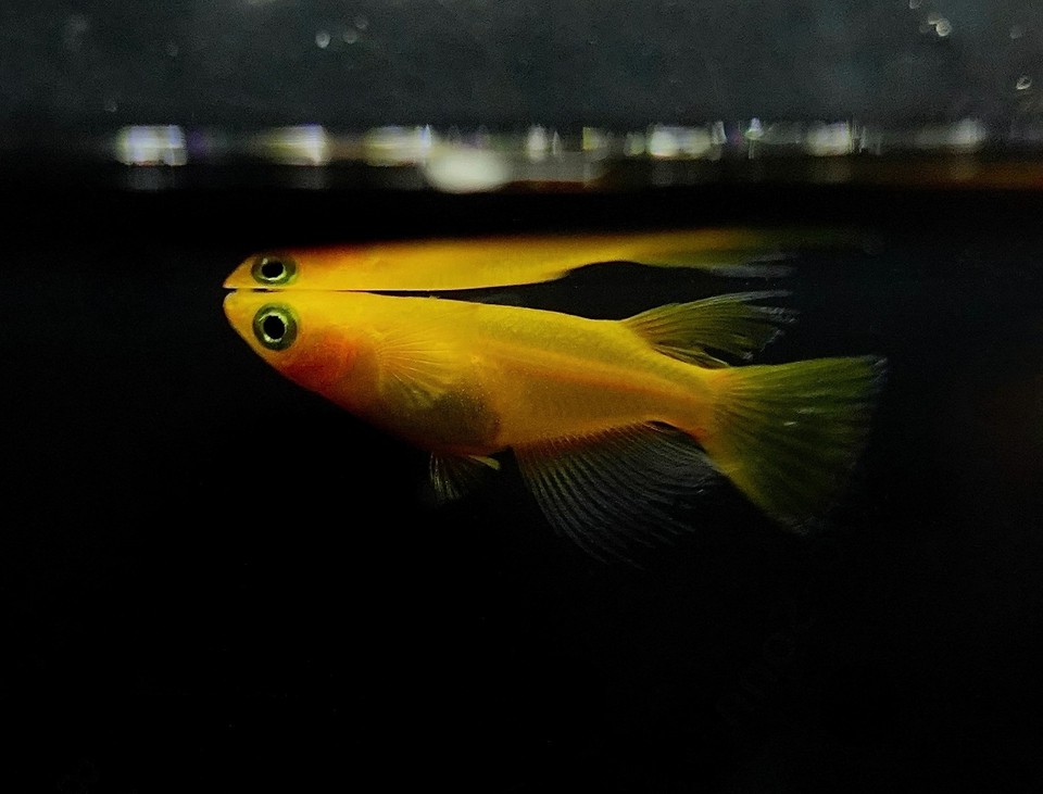 4+1 (FREE) Red Emperor RLF Medaka- Medaka Rice Fish-Japanese rice fish ...