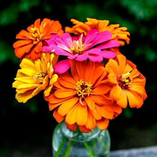 Zinnia Seeds - Jim Baggett's Choice Mix, 25 Seeds Per Packet, Non-GMO ...