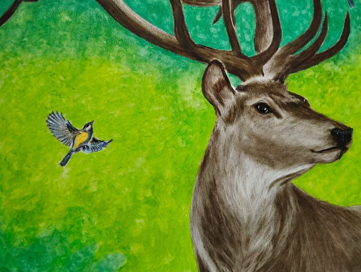 Deer Animal Drawing
