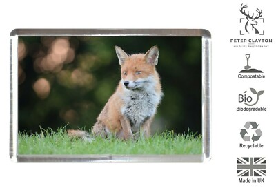 Fridge Magnet: Red Fox Dog Vixen Portrait Animal | Wildlife | Eco ...