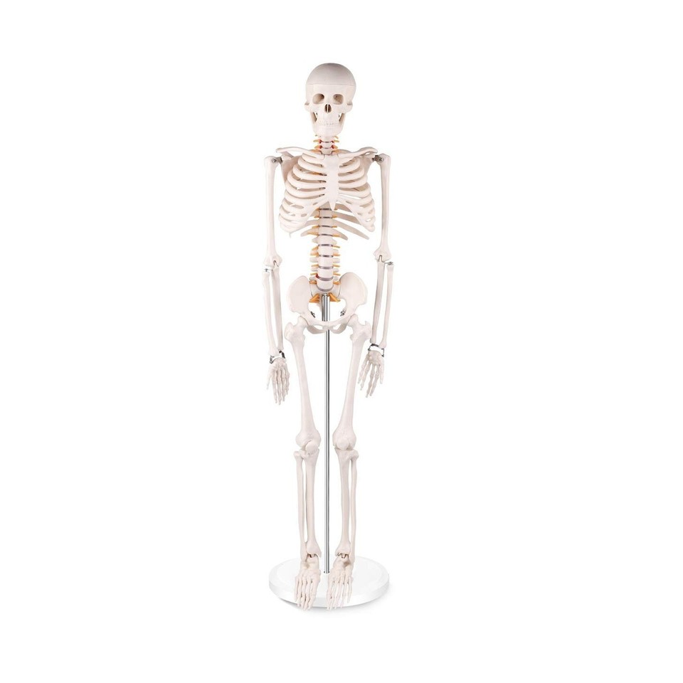 Mini Human Skeleton Anatomy Model - Science Classroom Skeleton Model ...