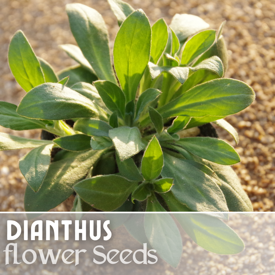 500+ Pink Passion Dianthus Seeds US SELLER Annual Flowers Seed ...