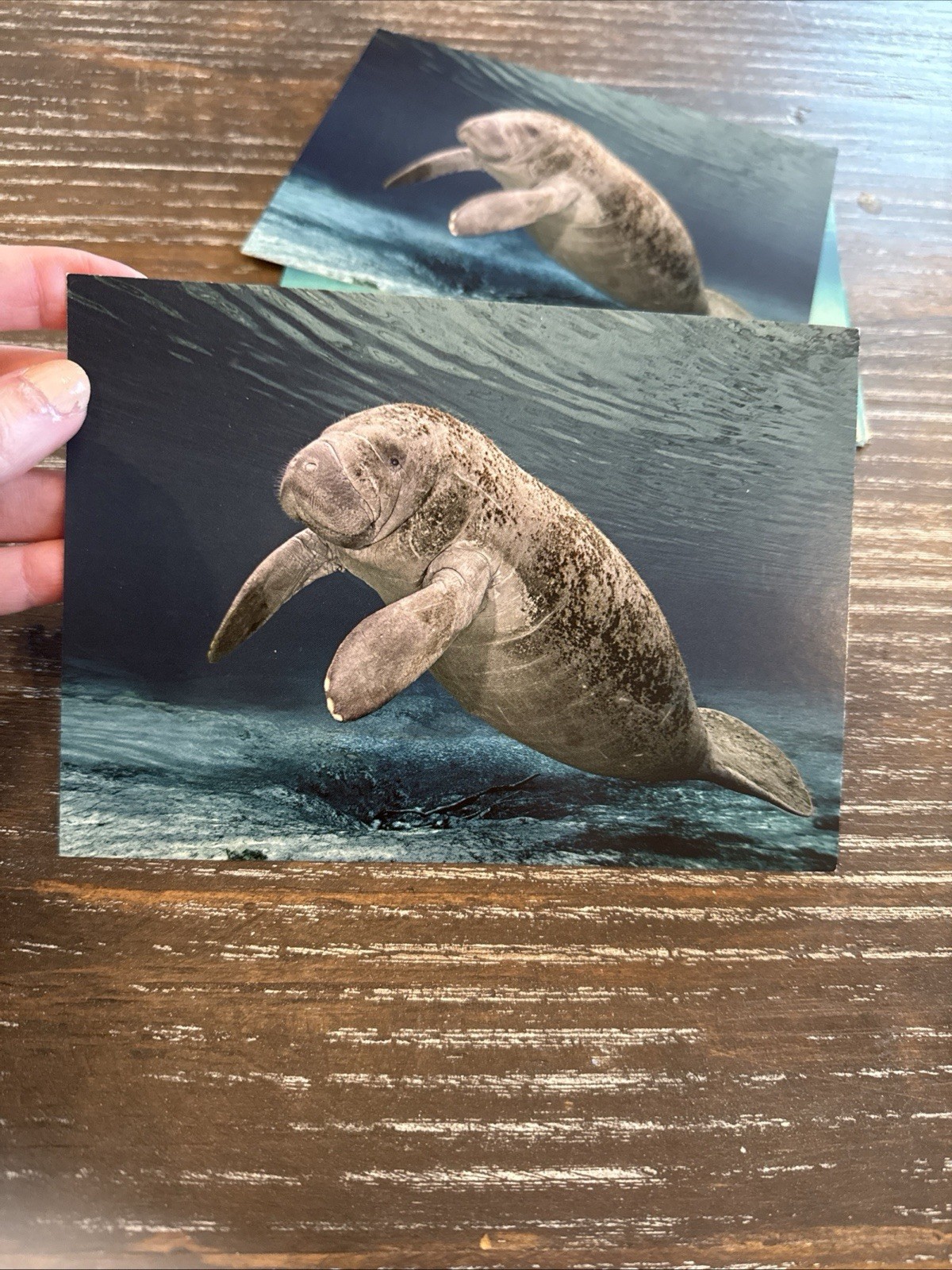 Set Of 9 Vintage Manatee Postcard 5 X 7 Endangered Species Sweeney ...