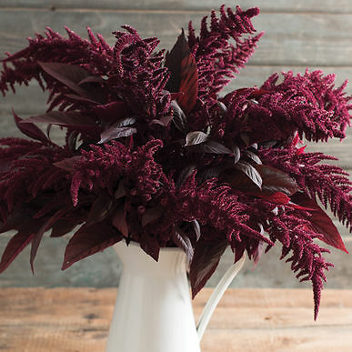 Amaranthus Archie's Red Spike 2,000 seeds | eBay