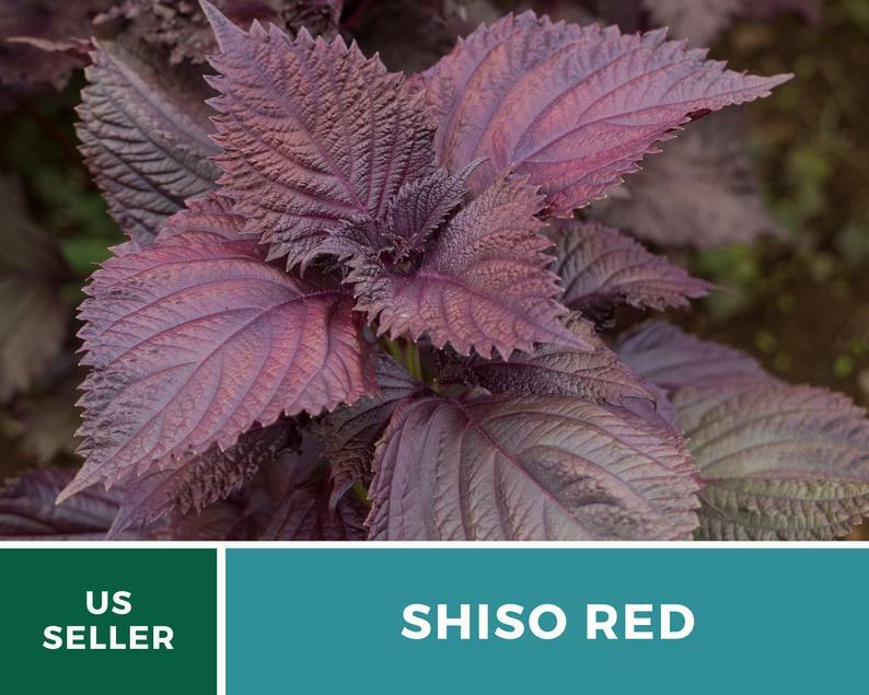 Shiso, Red - 200 Seeds - Asian Culinary Herb - Non GMO (Perilla ...