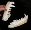 Grey wolf jaws teeth cast taxidermy | eBay