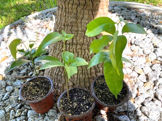 RARE EMPEROR LYCHEE SEEDLINGS VERY HEALTHY 6 TO 8 INCHES TALL.(LITCHI ...