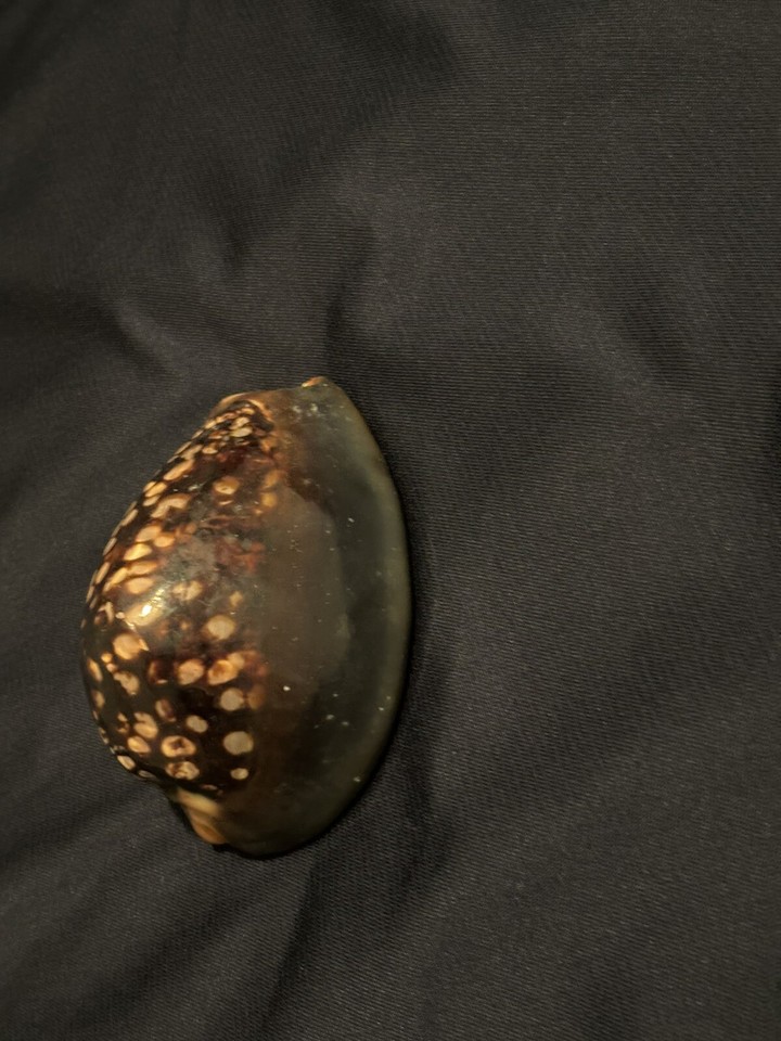 Beautiful Rare Large Cypraea Mauritiana Hawaiian Humpback Cowrie Shell ...