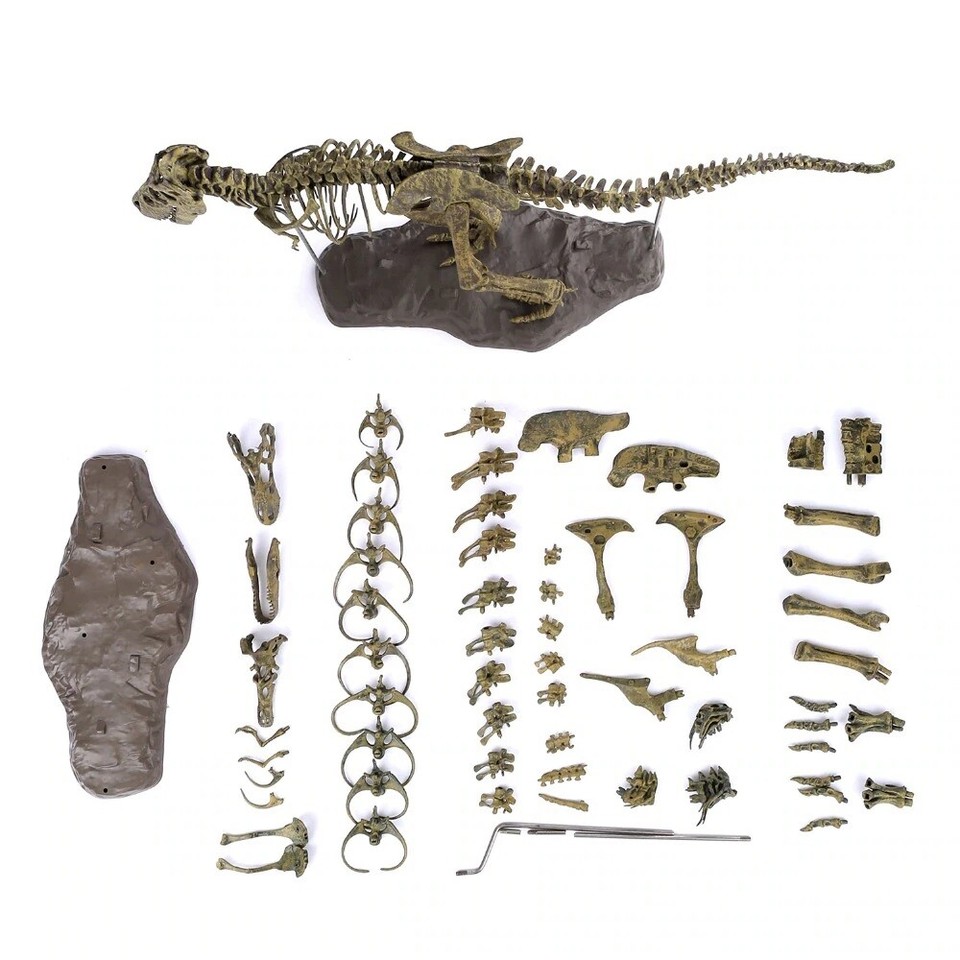 Tyrannosaurus Rex Assemble Skeleton Large Dinosaur Fossil Skull Animal ...