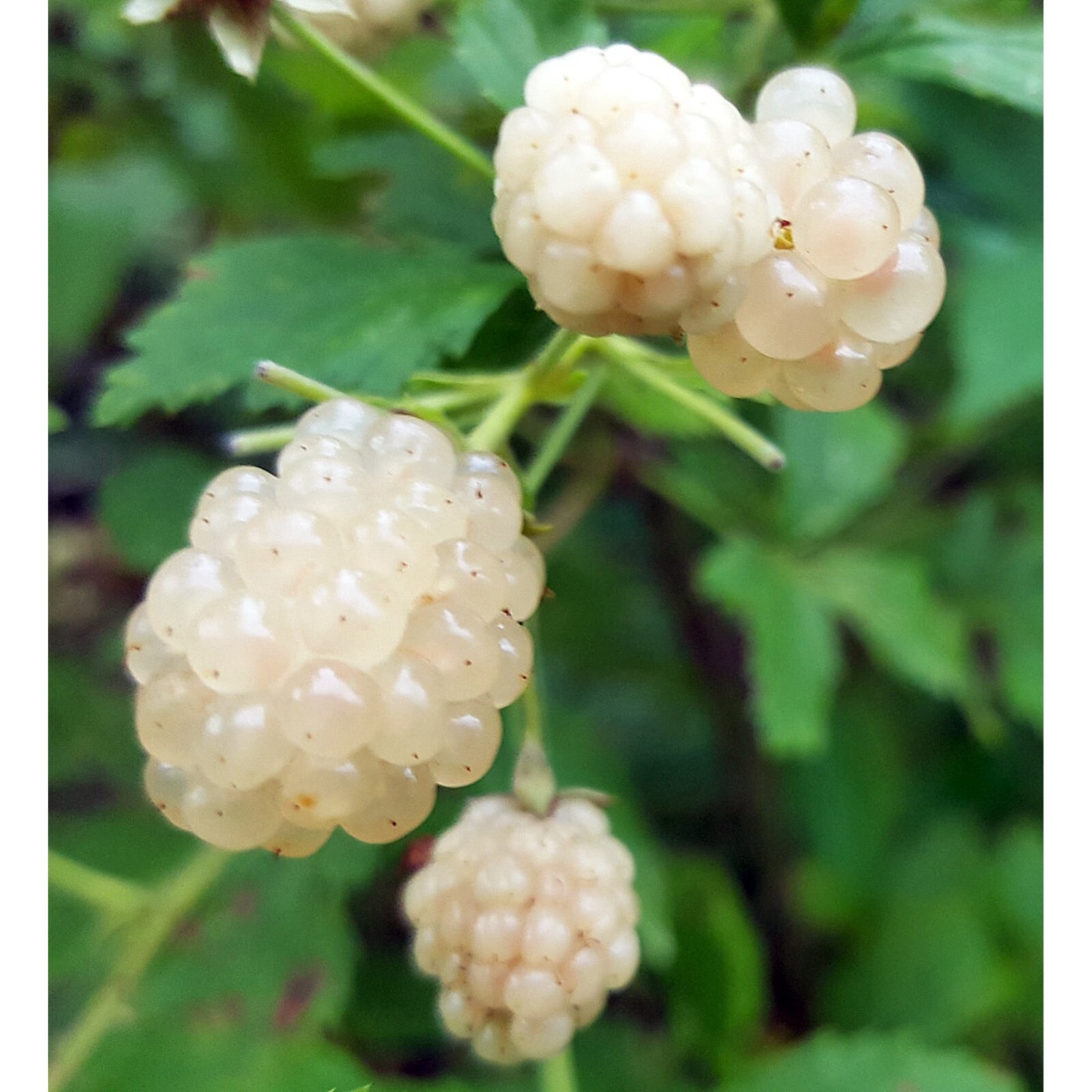 White Blackberry Fruit