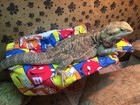 M&M PRINT LARGE ATTACHABLE RESTING SOFT BED COVERS 4 BEARDED DRAGON | eBay