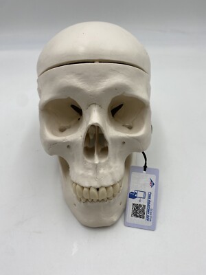 3B Scientific Model - A20- Classic Human Skull Model, 3part - 3B Smart ...