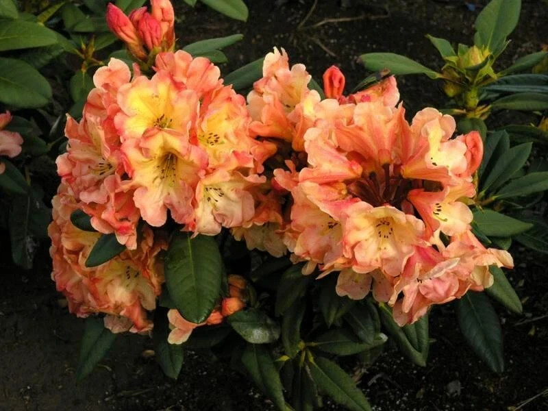 HONEY BUTTER Azalea Rhododendron Deciduous STARTER Plant a Beautiful ...