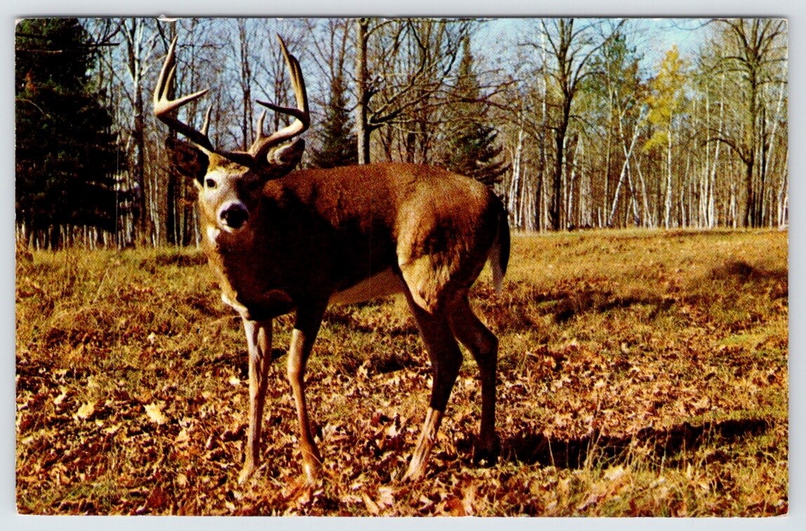 Postcard Big Eight Point Whitetail Buck Deer in the Adirondack ...