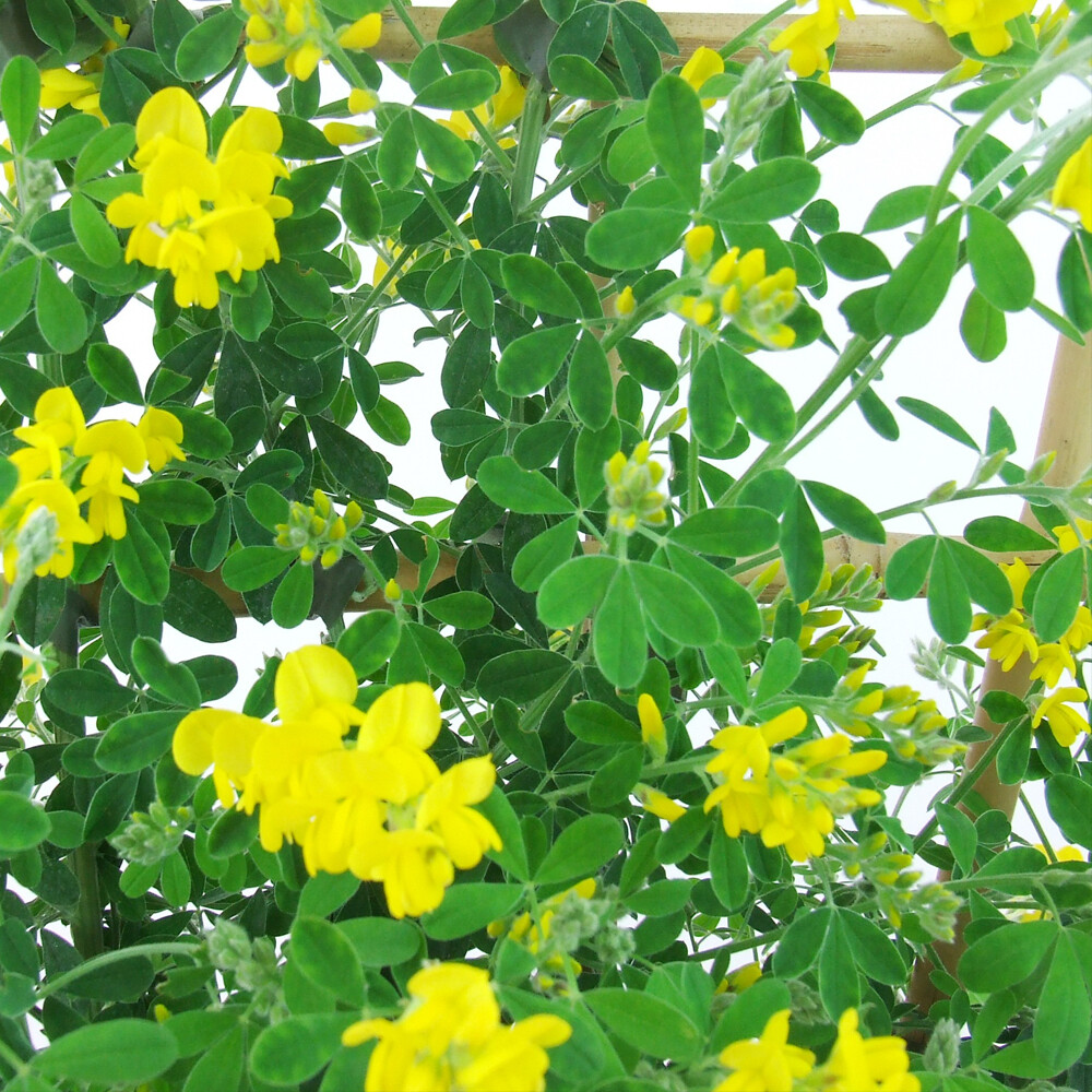 Hardy Perennial Genista 'Porlock' Flowering Outdoor Garden Shrub 2L ...