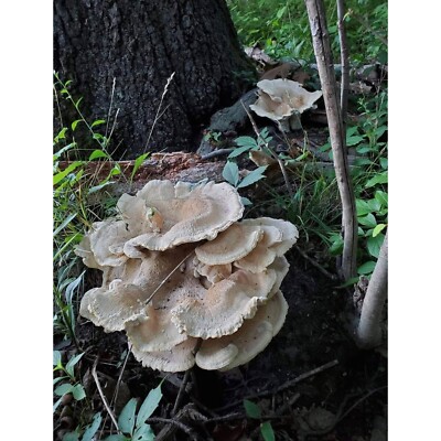 Berkeley's polypore, liquid mushroom culture. (Bondarzewia berkeleyi ...