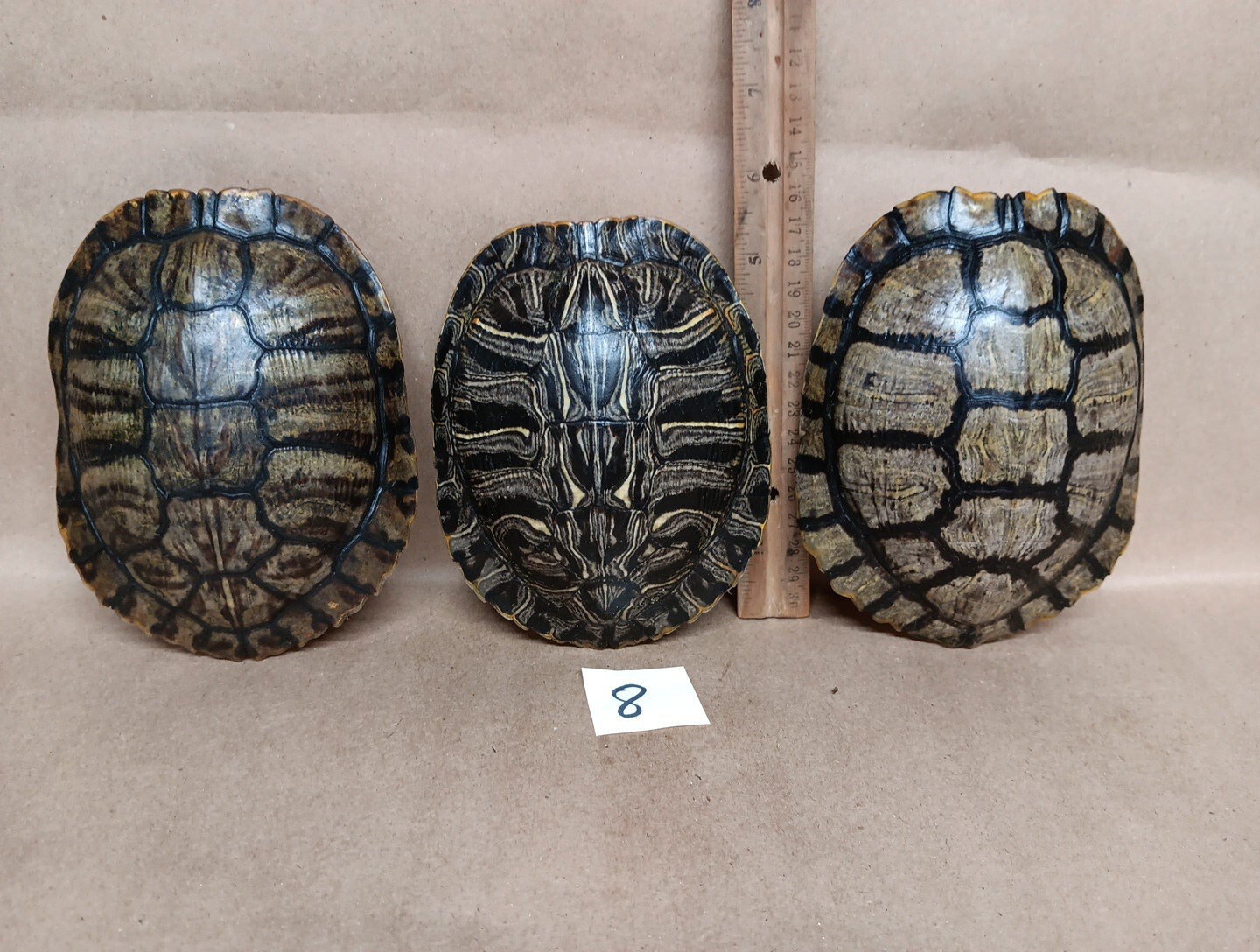 (3) Red Eared Slider Turtle Shells 5 1/2" - 6" Long Taxidermy Craft ...