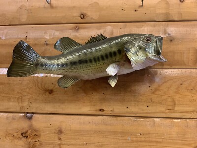 Real Skin Mount Largemouth Bass Small Mouth Fish Taxidermy FLM88 | eBay