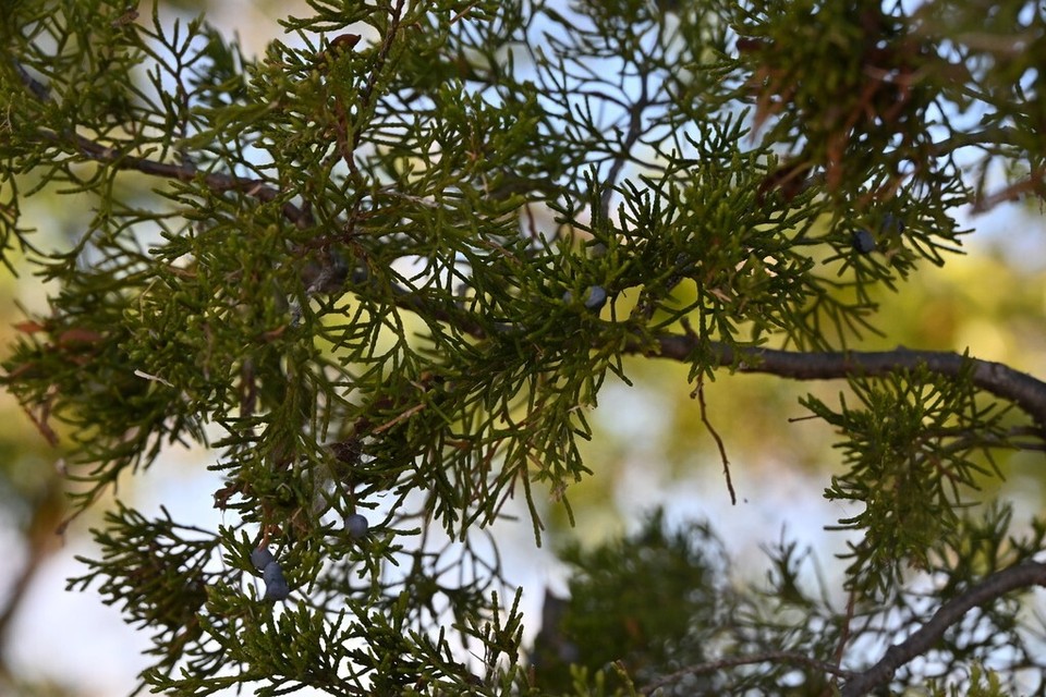 Eastern Red Cedar Seeds (Juniperus virginiana) Berries - Free Shipping ...