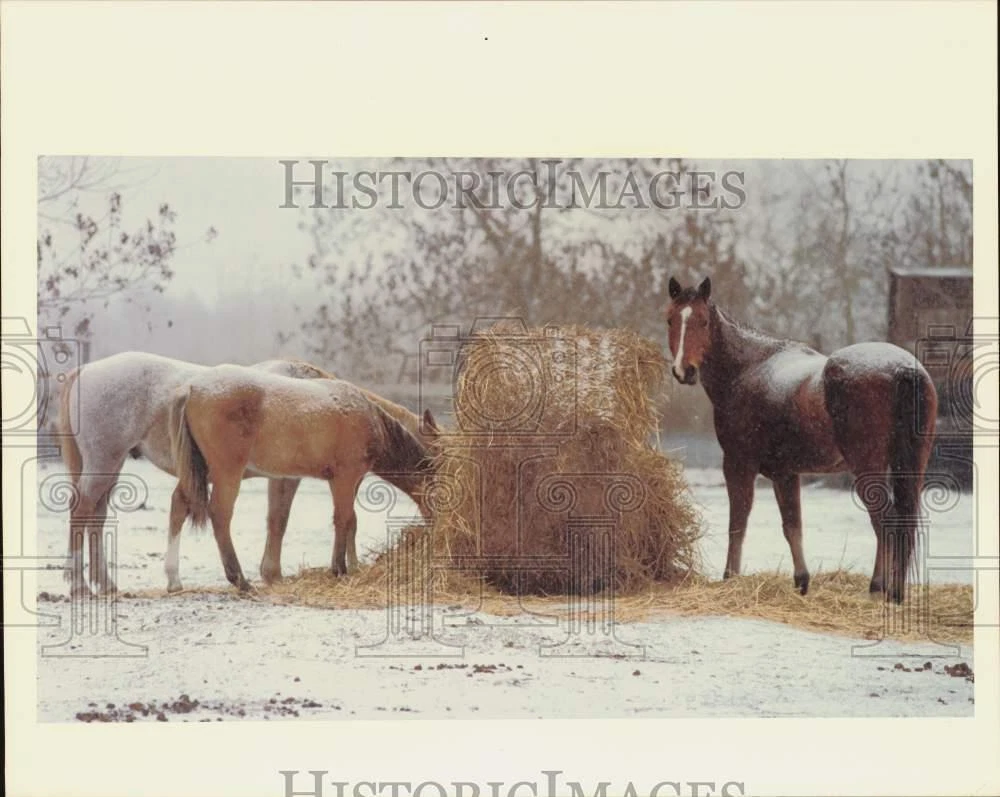 Horse Eating Hay 1