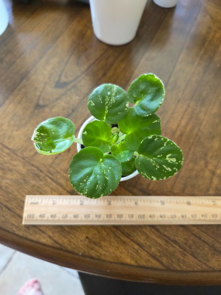 African Violet Plant- Watermelon Snow. Variegated. Beautiful! | eBay