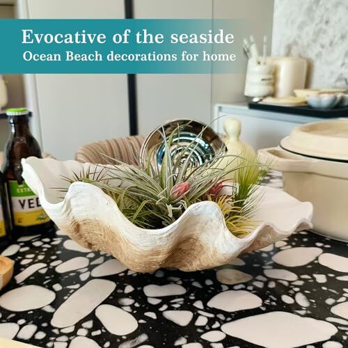 Clam Shells Decorative Bowl Earth Tan Sea Shells Extra Large EarthTan ...