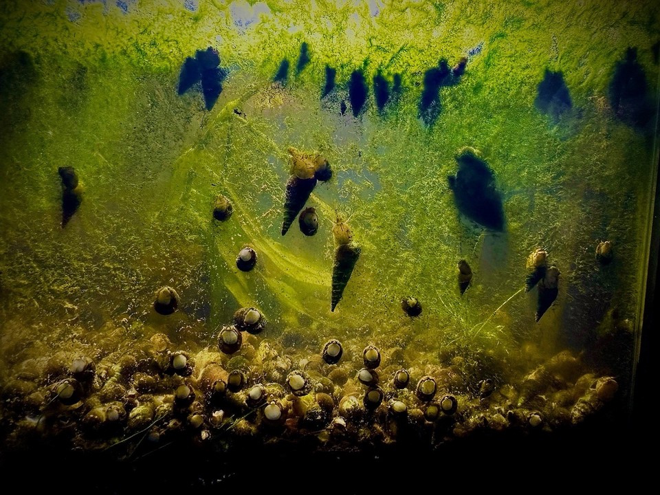 40 Live Trap Door Snails Algae Eaters For Ponds And Aquariums | eBay