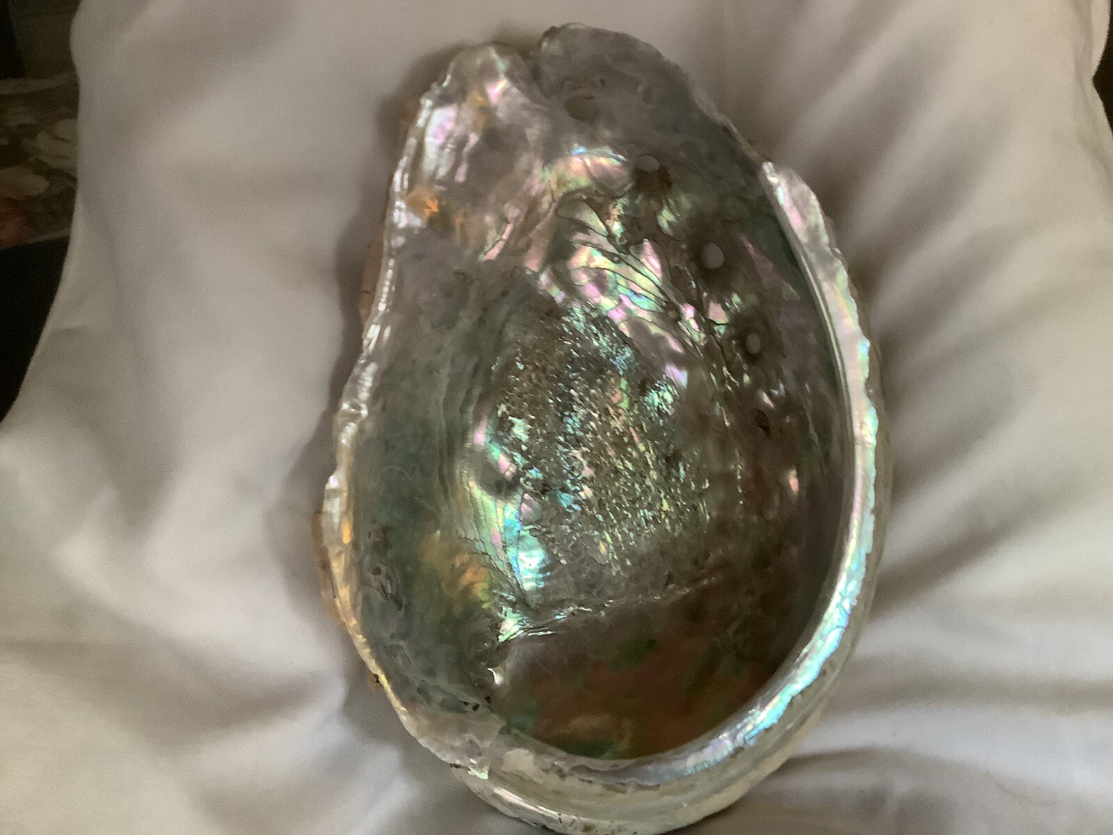 Vintage Mother Of Pearl California Abalone Shell | eBay