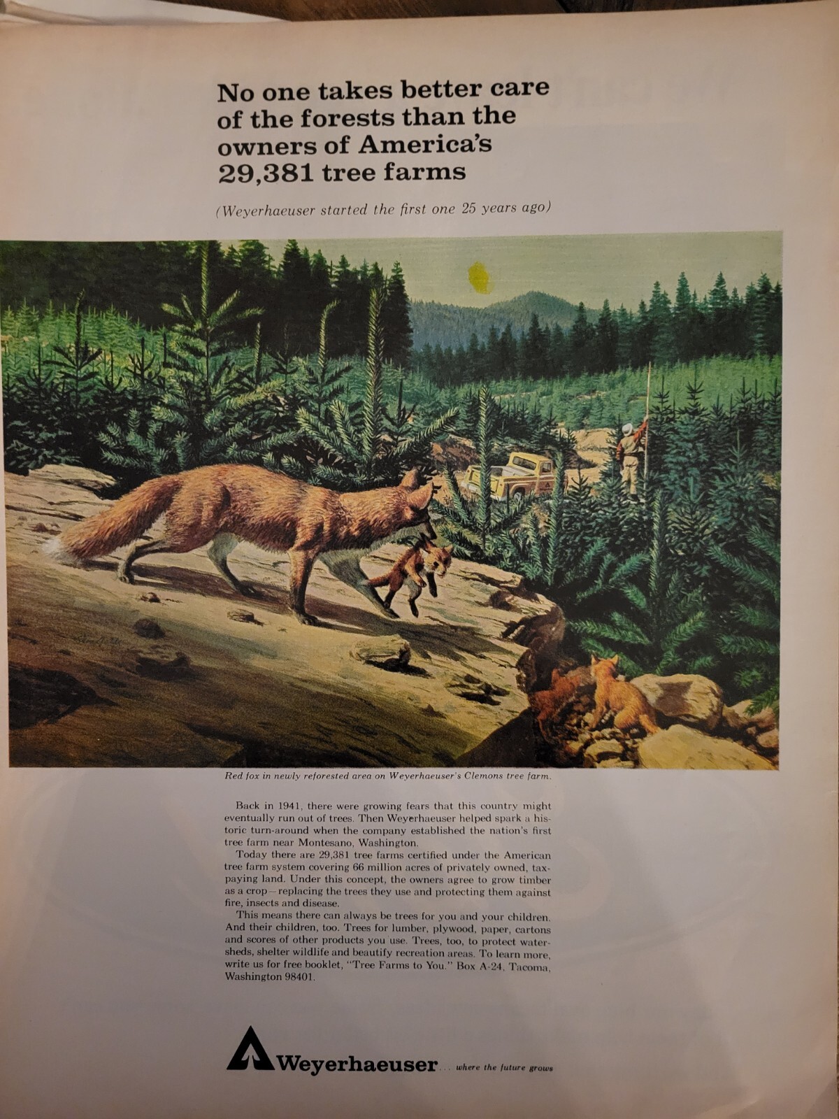 1966 Weyerhaeuser Timber Tree Farm Red Fox And Kit Vintage ad | eBay