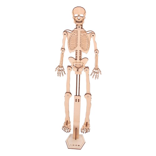 Novelty Science Toy DIY Human Skeleton Model for Children Teaching Aids ...