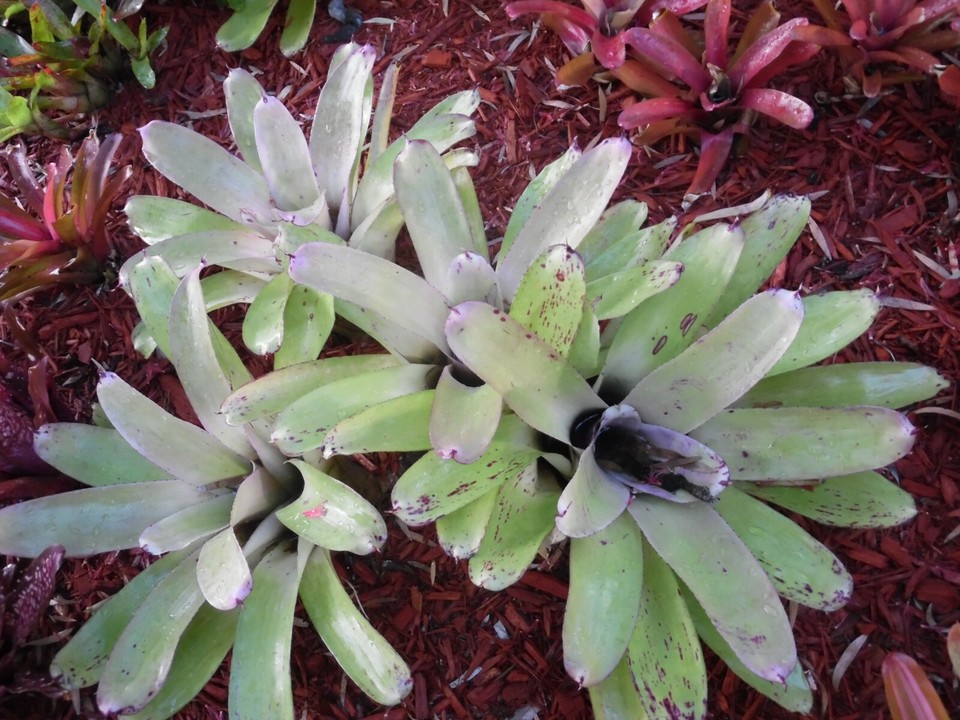 Neoregelia CONCENTRICA Bromeliad one tropical plant *BIG* | eBay