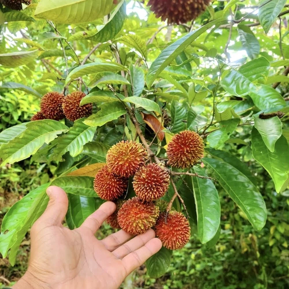Rambutan Fruit Tree