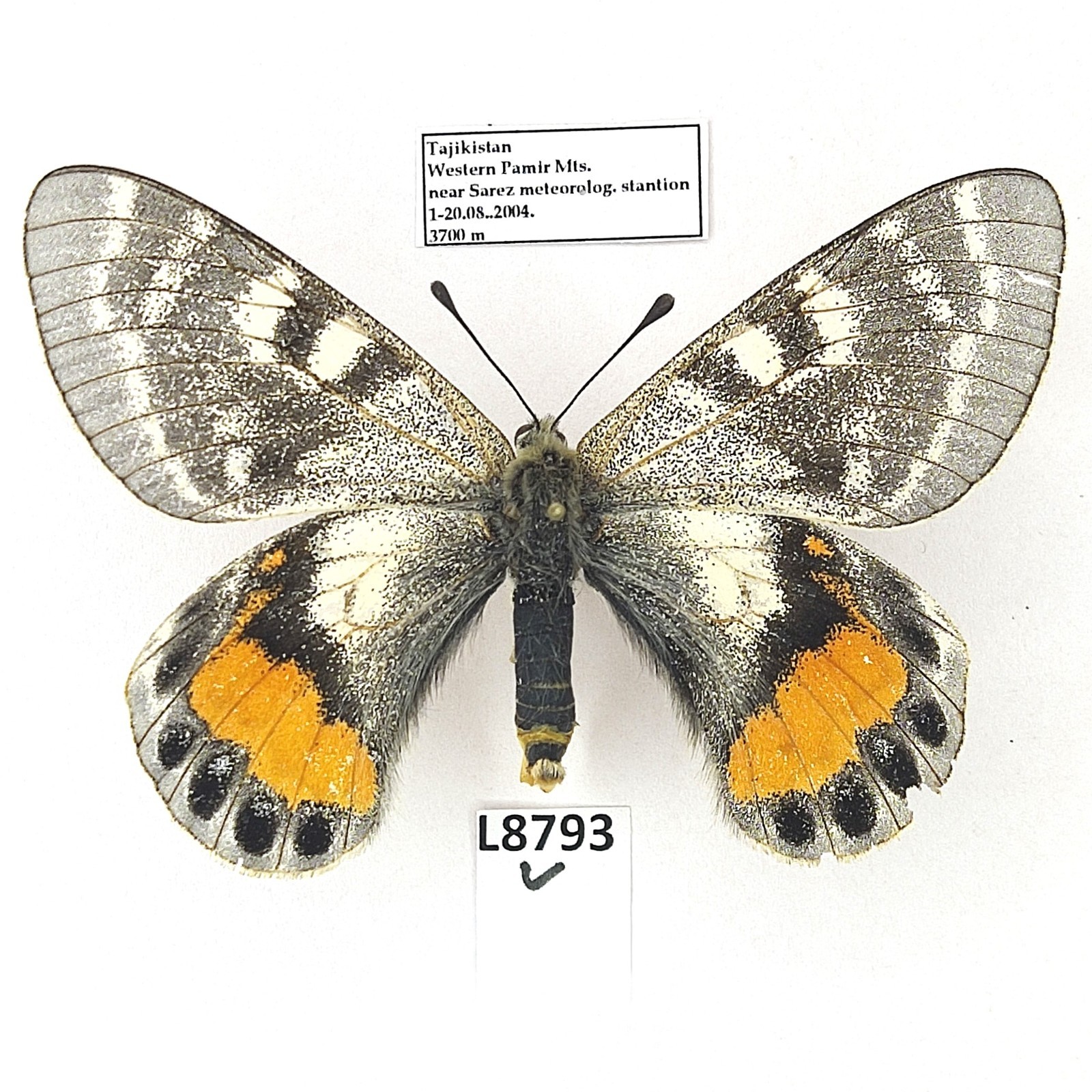 Parnassius autocrator, female, B, Tajikistan, FORM | eBay