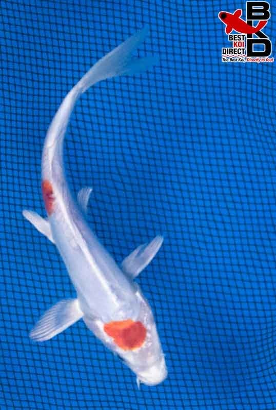 7" KIKUSUI Live Koi Fish Garden Pond 8/8 (B3) | eBay