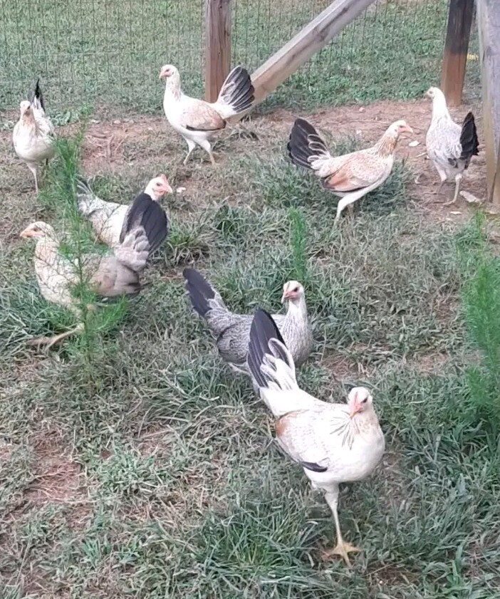 10 CHICKEN HATCHING EGGS | eBay