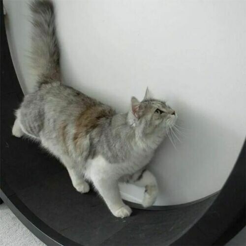 One Fast Cat Exercise Wheel Cat Treadmill - Black for sale online | eBay